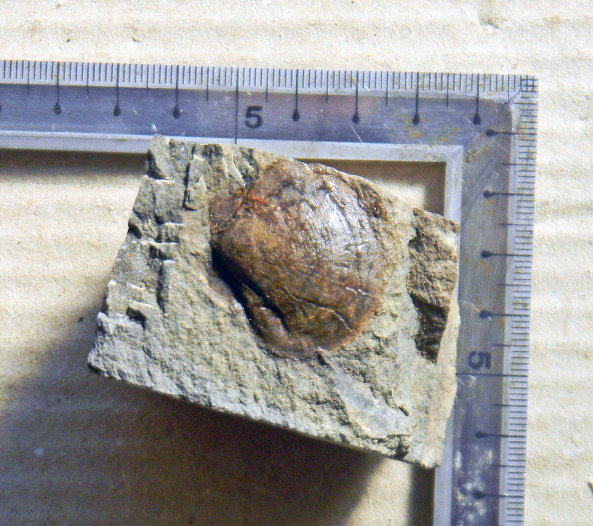 Yahoo!オークション - 日本の化石 群馬県多野郡神流町 山中地溝帯 石堂...