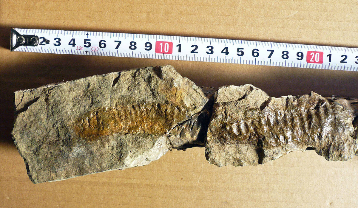 Yahoo!オークション - 日本の化石 群馬県多野郡神流町 山中地溝帯 石堂...