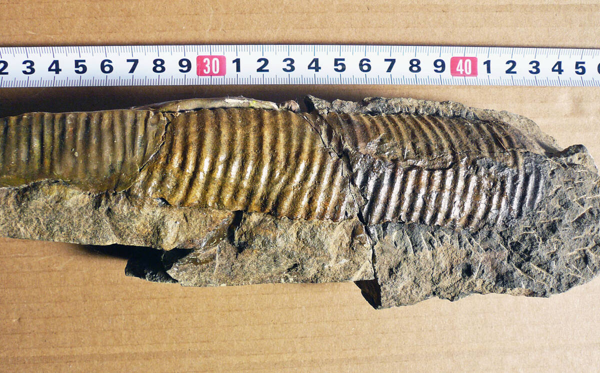 Yahoo!オークション - 日本の化石 群馬県多野郡神流町 山中地溝帯 石堂...