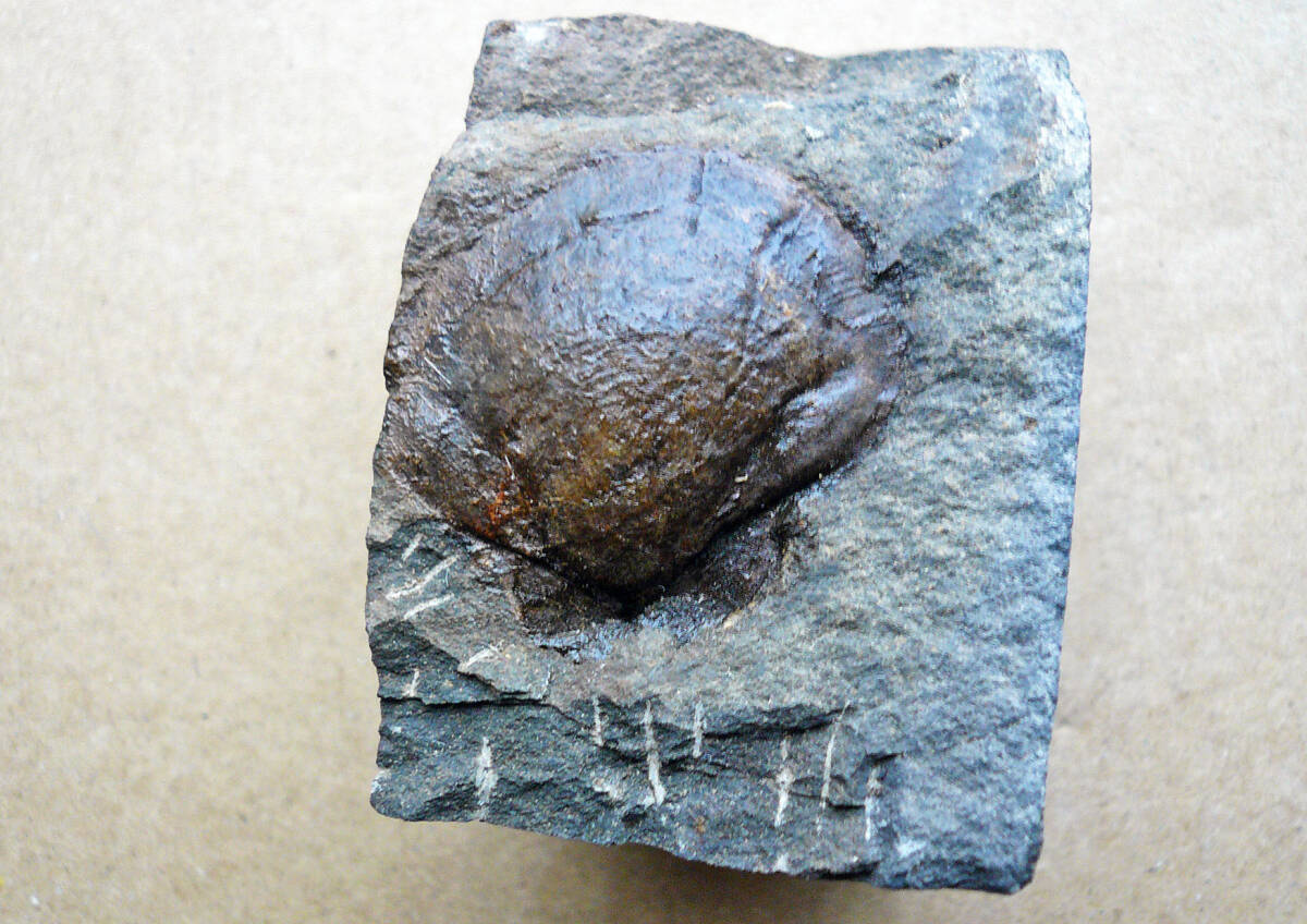 Yahoo!オークション - 日本の化石 群馬県多野郡神流町 山中地溝帯 石堂...