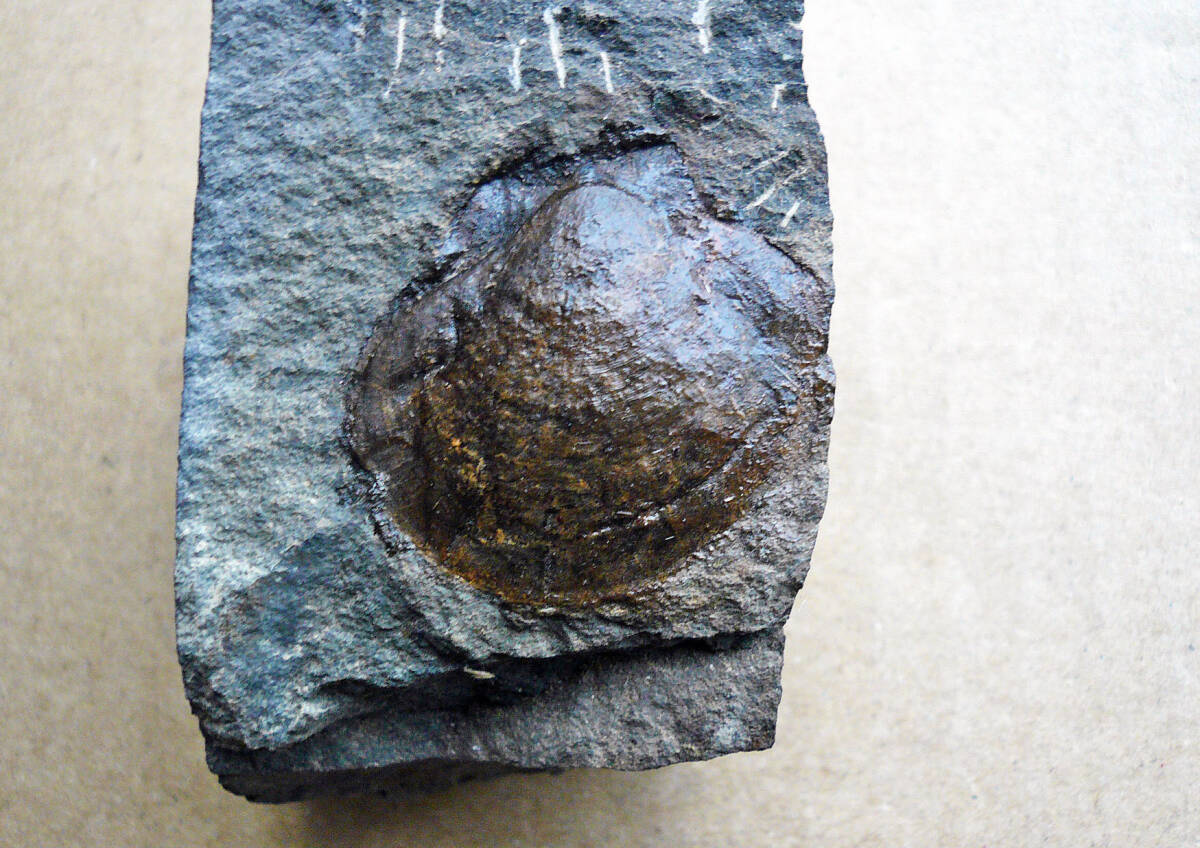 Yahoo!オークション - 日本の化石 群馬県多野郡神流町 山中地溝帯 石堂...