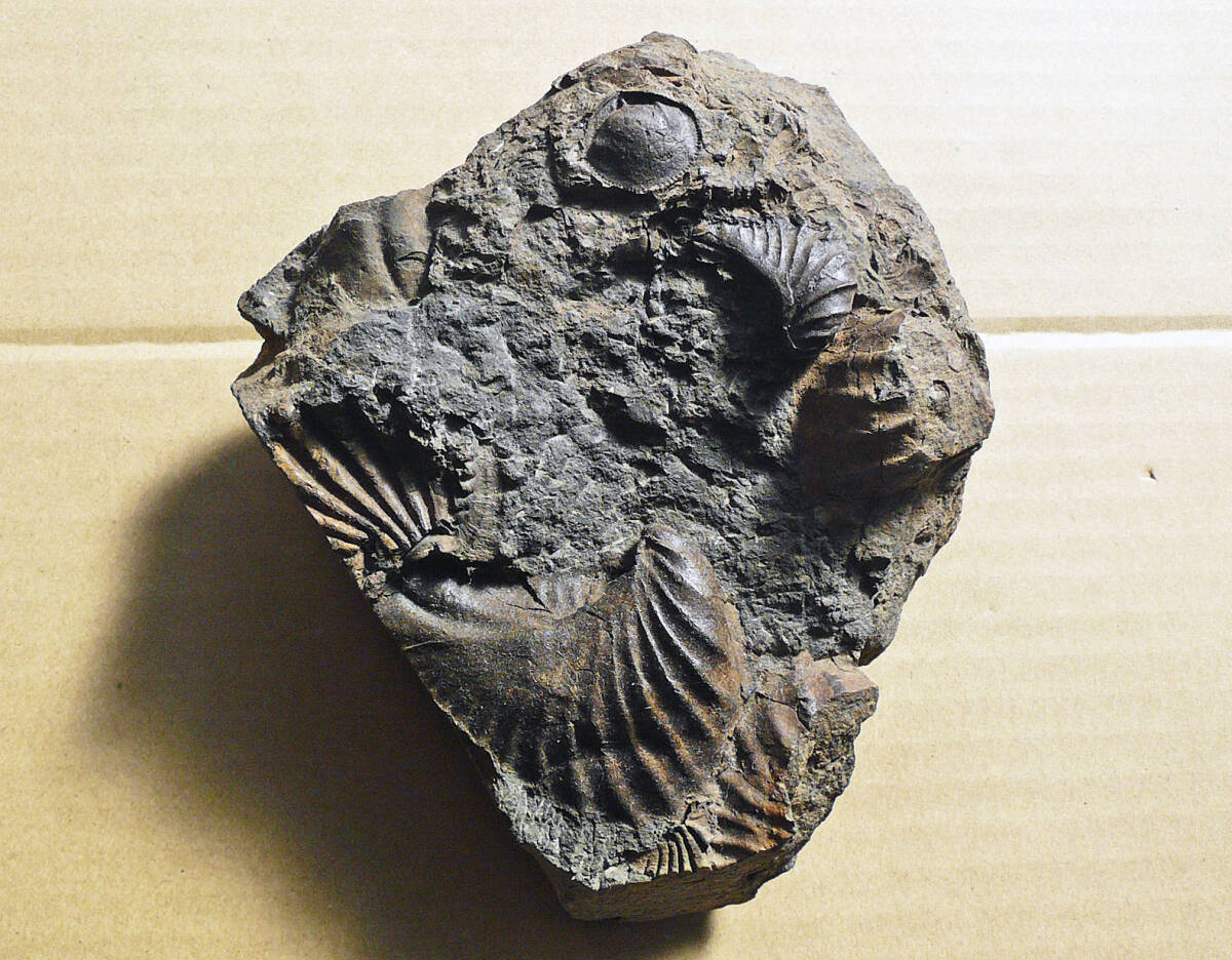 Yahoo!オークション - 日本の化石 群馬県多野郡神流町 山中地溝帯 石堂...