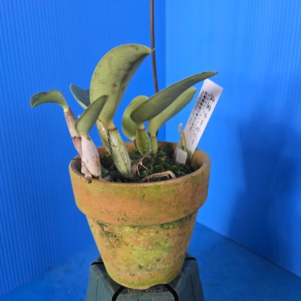 Yahoo!オークション - 洋蘭 No.35 C. walkeriana fma.picoty 'Madau M...