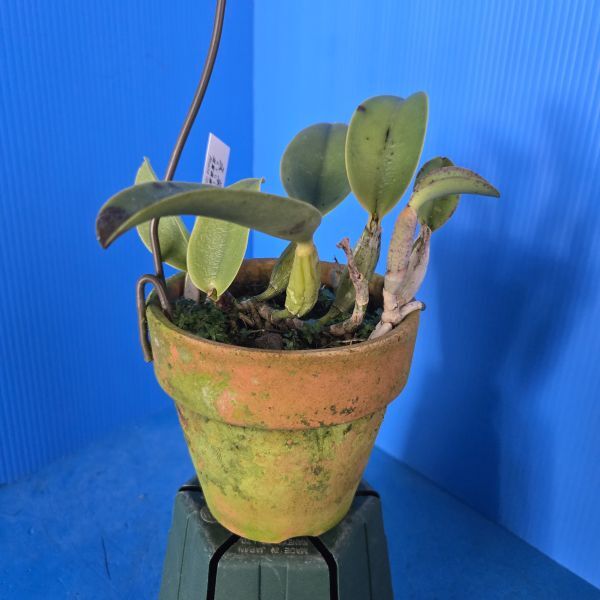 Yahoo!オークション - 洋蘭 No.35 C. walkeriana fma.picoty 'Madau M...