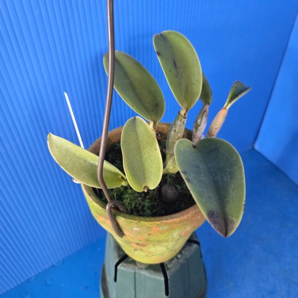 Yahoo!オークション - 洋蘭 No.35 C. walkeriana fma.picoty 'Madau M...