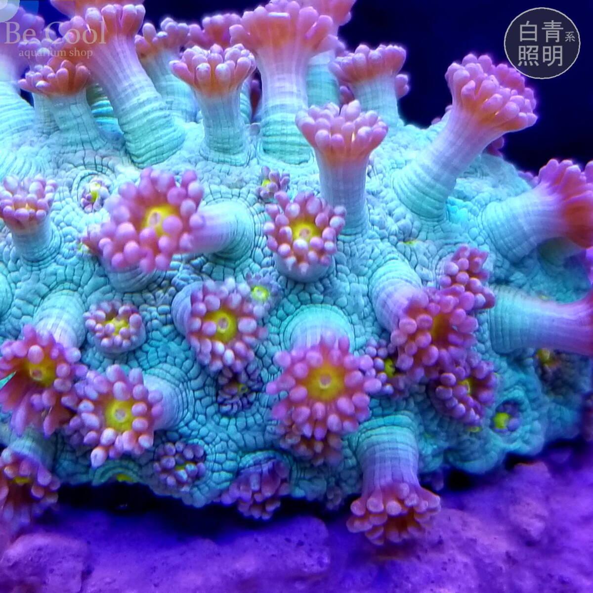 Yahoo!オークション - E83 ハナガササンゴ（7cm前後）