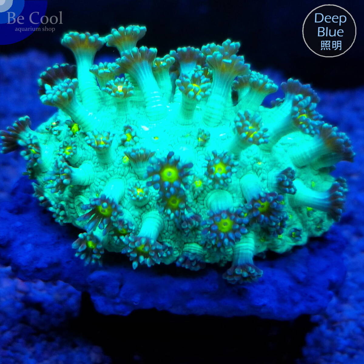 Yahoo!オークション - E83 ハナガササンゴ（7cm前後）