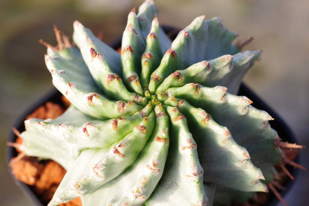 Yahoo!オークション - 【2024年実生/特選】ユーフォルビア ホリダ Euph...