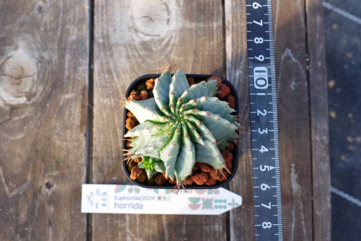 Yahoo!オークション - 【2024年実生/特選】ユーフォルビア ホリダ Euph...