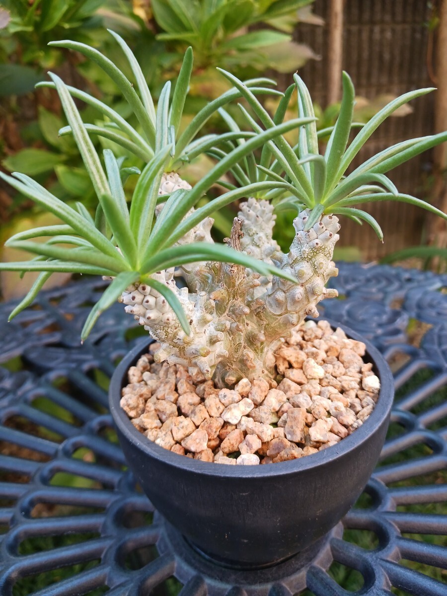 Yahoo!オークション - チレコドン・[ワリチー・奇峰錦・壱]・検索用・...