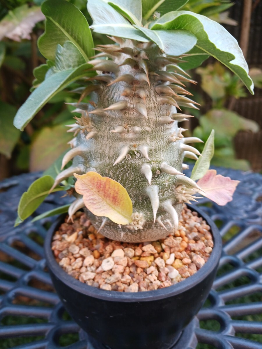 Yahoo!オークション - パキポディウム・[エブレネウム・極太優良児]・...