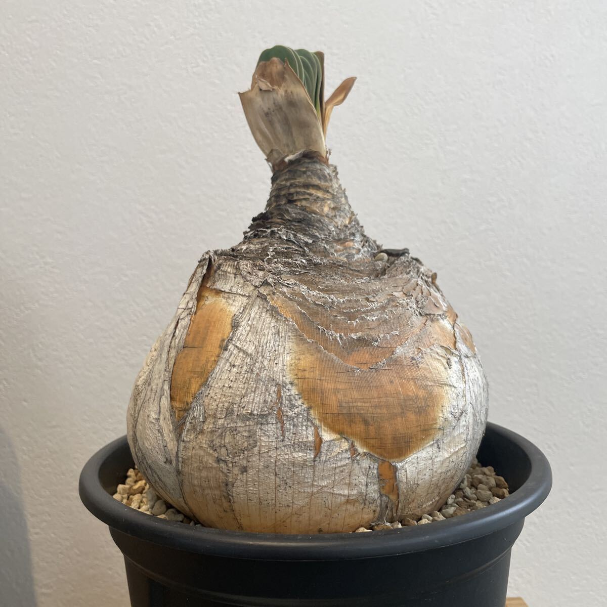 Yahoo!オークション - 2 ブーファン ハエマンソイデス 発根済 活着 灌...