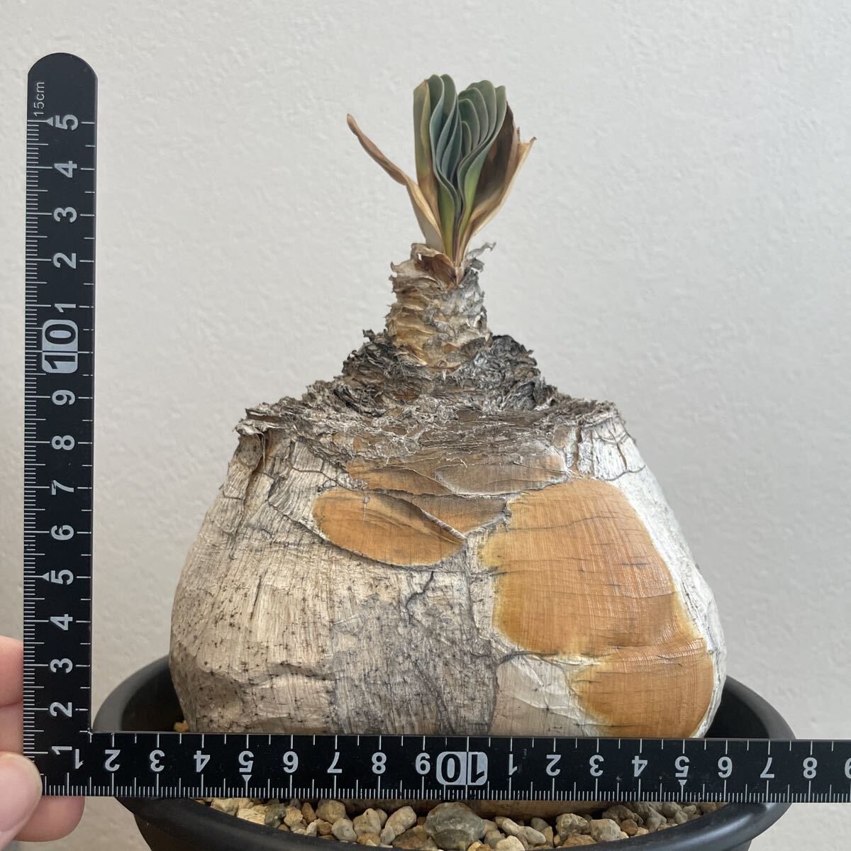 Yahoo!オークション - 2 ブーファン ハエマンソイデス 発根済 活着 灌...