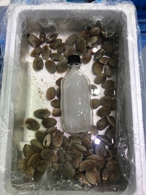 Yahoo!オークション - 北海道産生あさり（浅利）3kg前後（目安1個15...