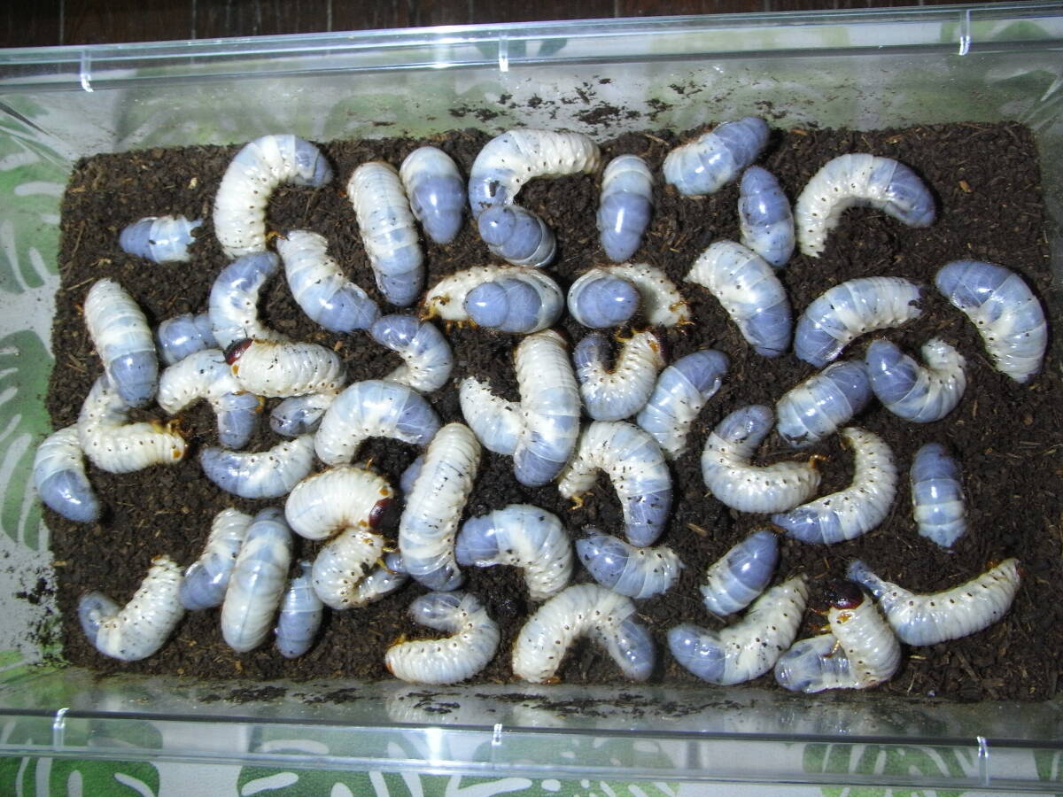 Yahoo!オークション - 東京都八王子市産 国産カブトムシ WF1 幼虫 ...