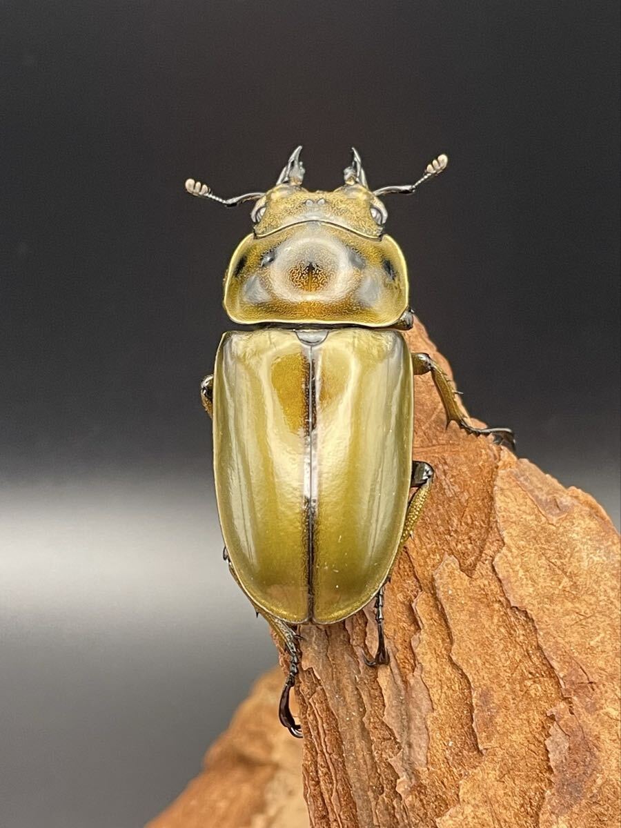 Yahoo!オークション - ババオウゴンオニクワガタ ♂♀ ペア No.22