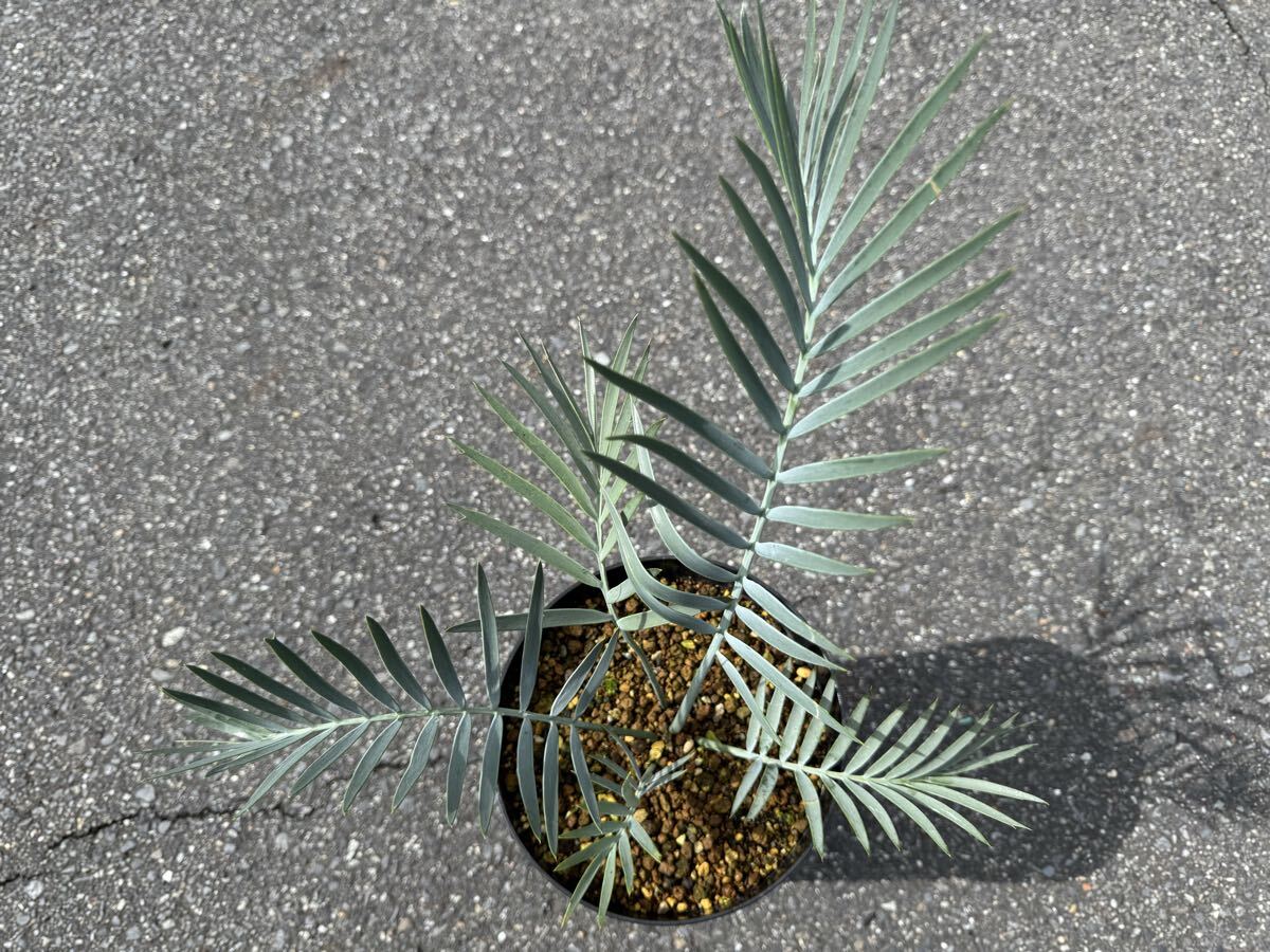 Yahoo!オークション - レーマニー エンセファラルトス / Encephalartos...