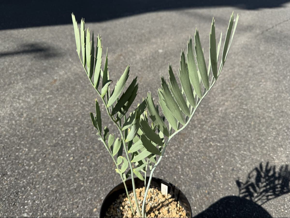 Yahoo!オークション - ユージンマライシー Kransbergフォーム エンセフ...