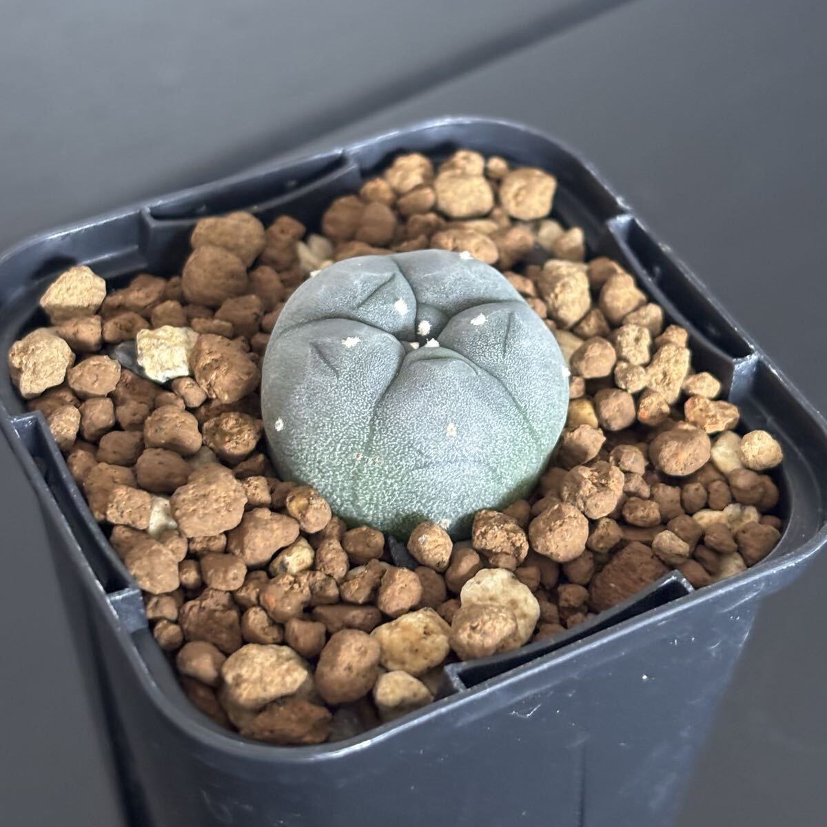 Yahoo!オークション - 実生【 ロホホラ 】状態良好株 鉢ごと発送 うば...