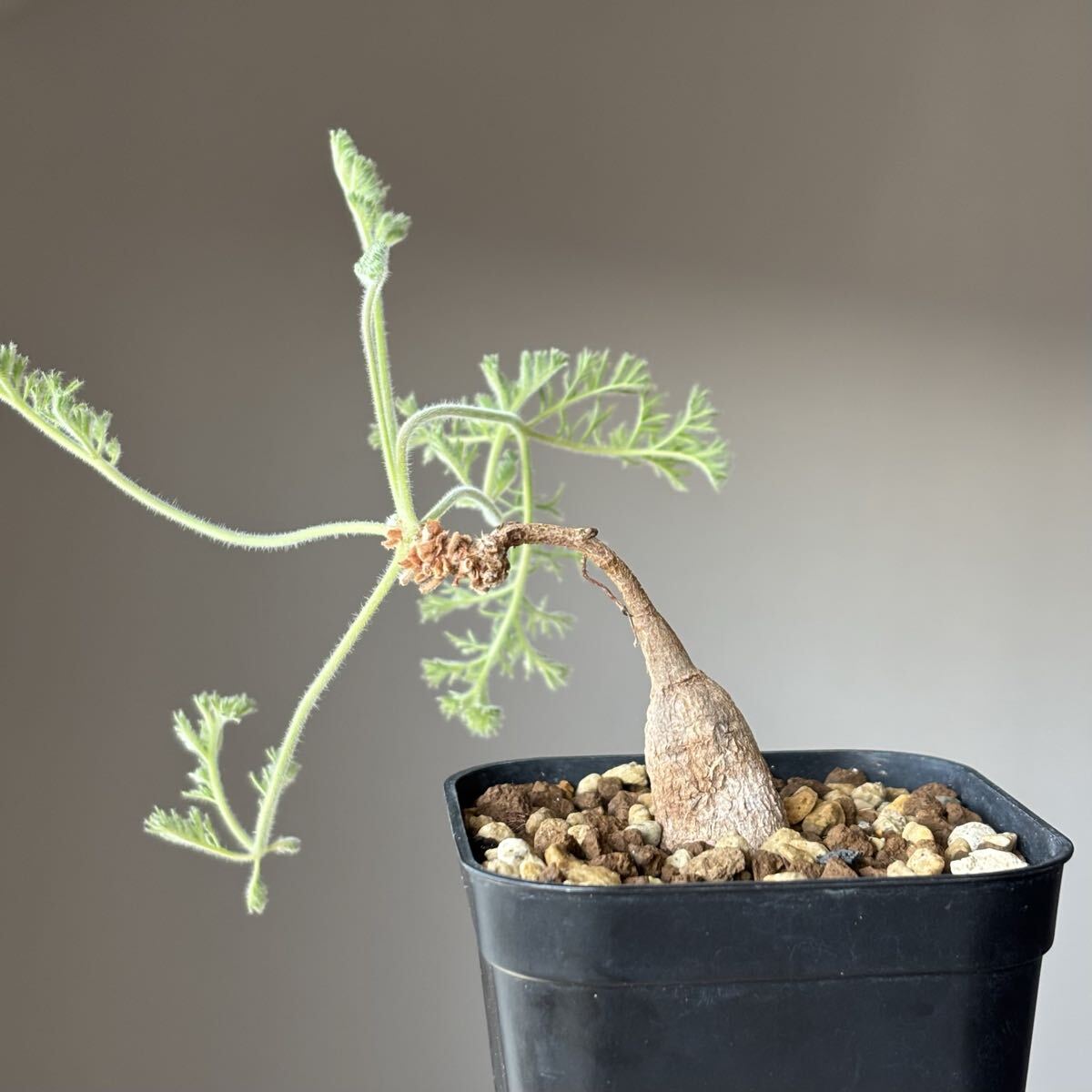 Yahoo!オークション - 実生【 Pelargonium triste 】 状態良好株 鉢ご...