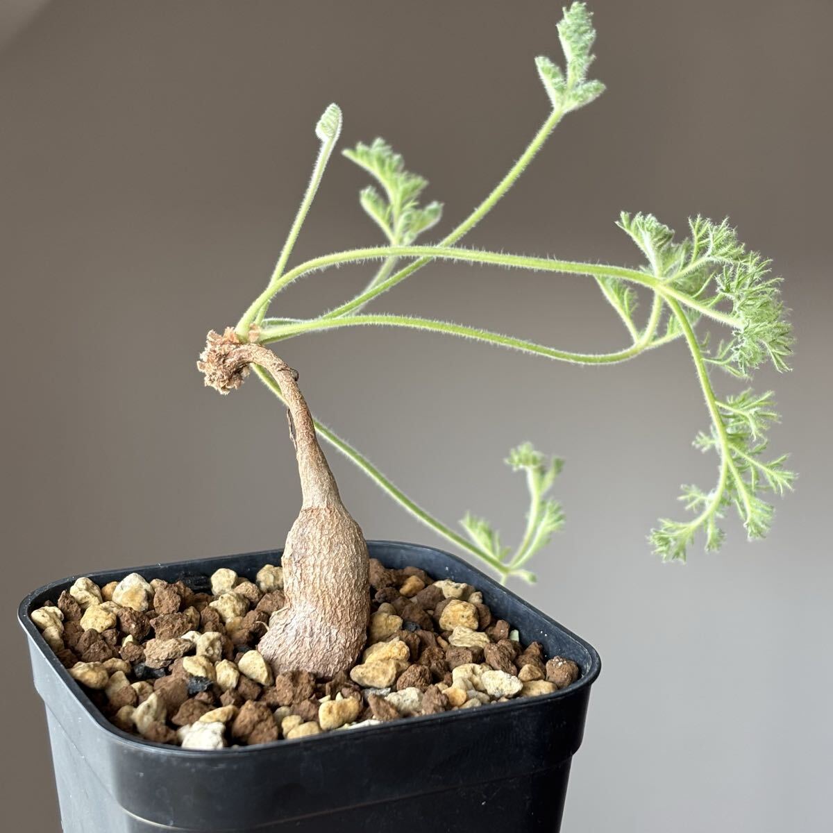 Yahoo!オークション - 実生【 Pelargonium triste 】 状態良好株 鉢ご...