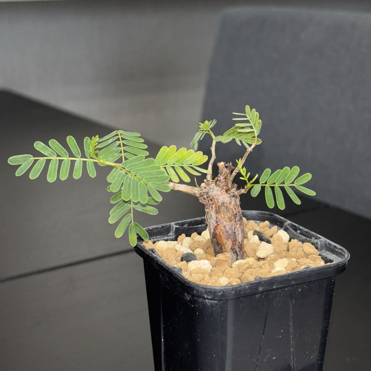 Yahoo!オークション - 実生【 センナメリディオナリス 】選抜株 Senna ...