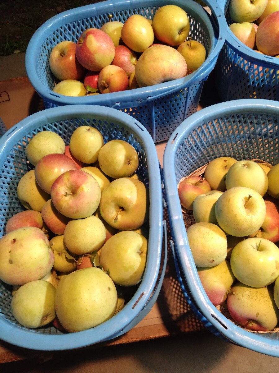 Yahoo!オークション - 長野県産 サンふじ 摘果りんご 加工用 8〜10キロ