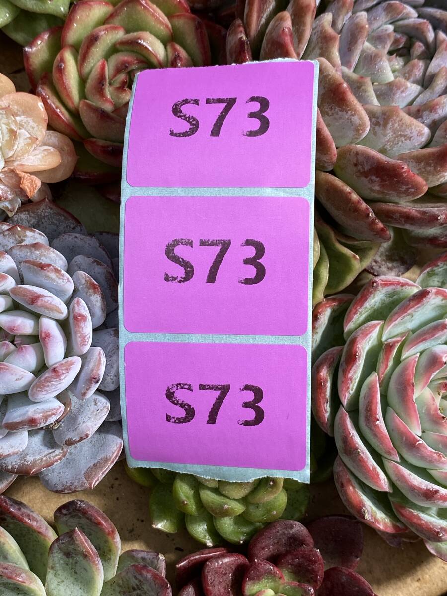 Yahoo!オークション - 55株セットS73&NT24多肉植物 エケベリアミック...