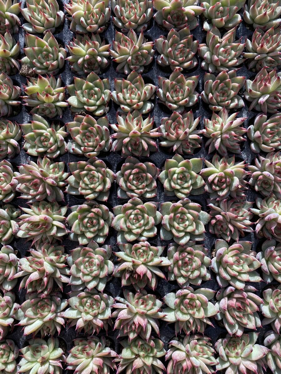 Yahoo!オークション - V39&XQS42 トスカネリ 105苗 多肉植物 エケベリ...