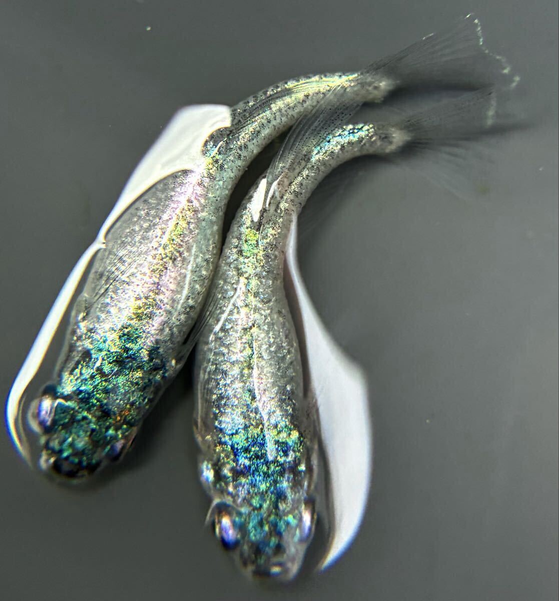 Yahoo!オークション - 【尚メダカ】めだか《碧Da》本家様血統 稚魚10匹...