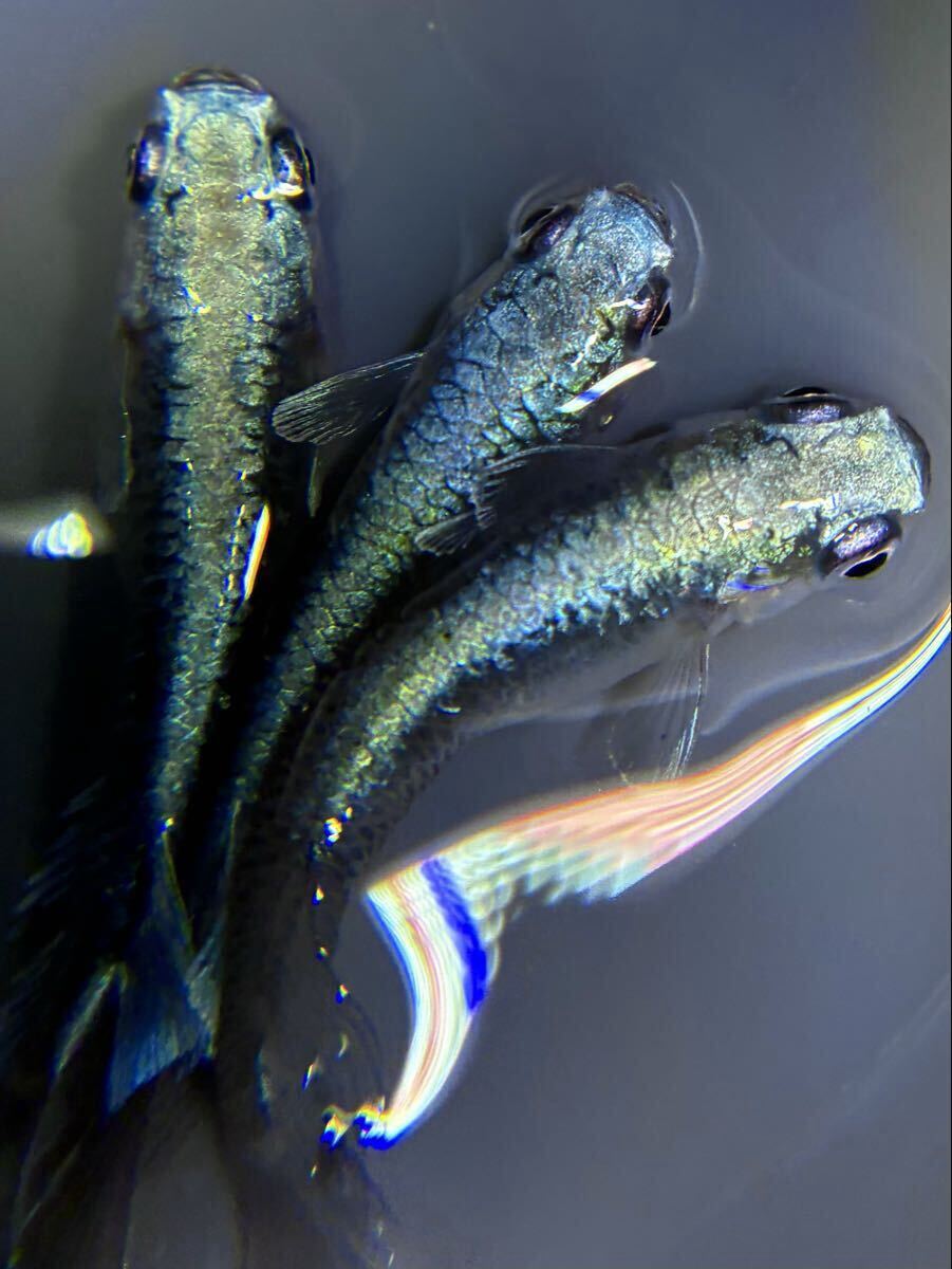 Yahoo!オークション - 【尚メダカ】めだか《幻想》本家日本メダカばな...