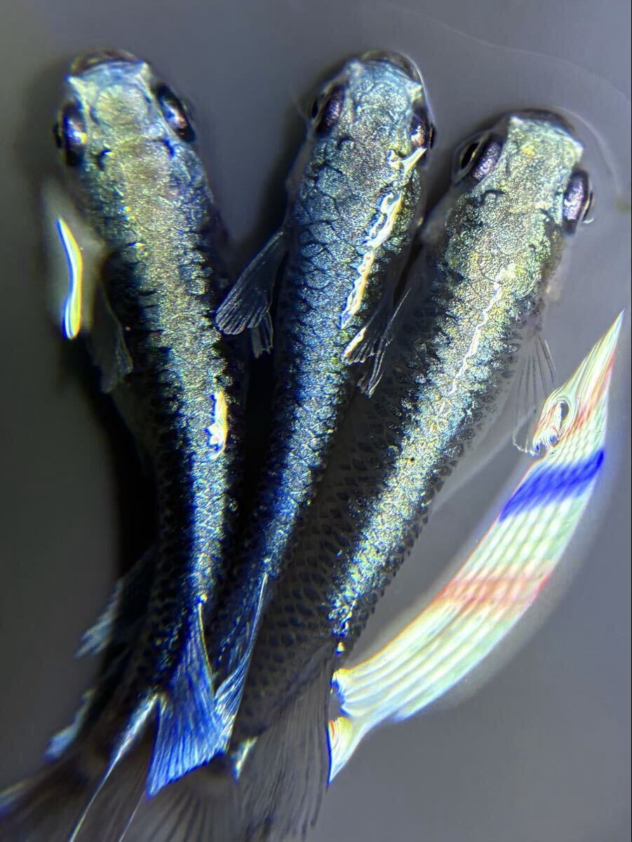 Yahoo!オークション - 【尚メダカ】めだか《幻想》本家日本メダカばな...