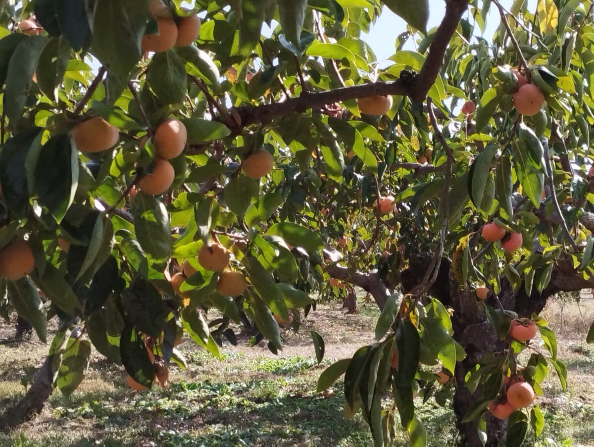 Yahoo!オークション - 富有柿 岐阜本巣市産 家庭用 8個入り 約1.4キロ ...