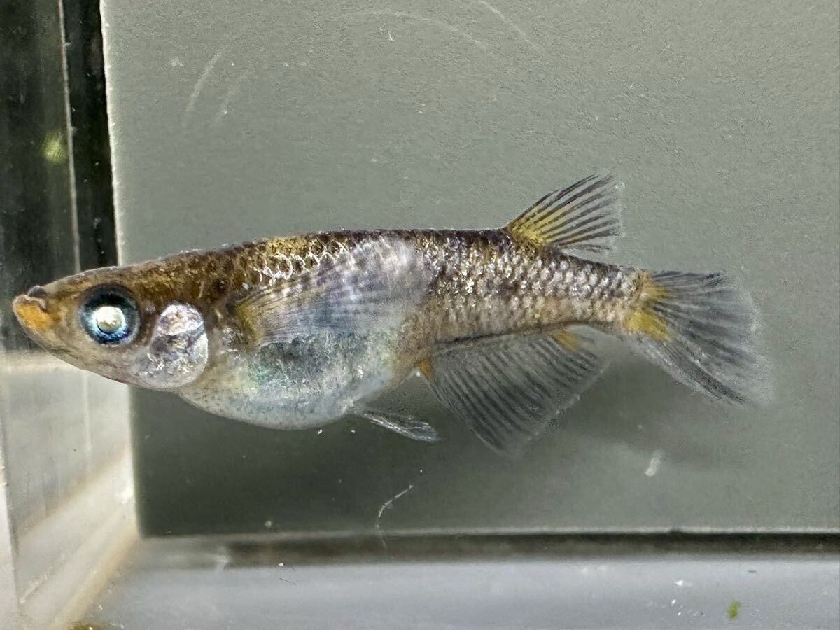 Yahoo!オークション - 和墨白銀三色 1ペア+RLF1ペア 現物出品 slimeめ...