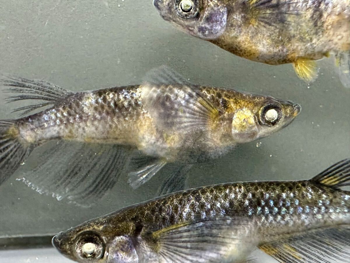 Yahoo!オークション - 和墨白銀三色 2ペア オスRLF メス光 現物出品 sl...