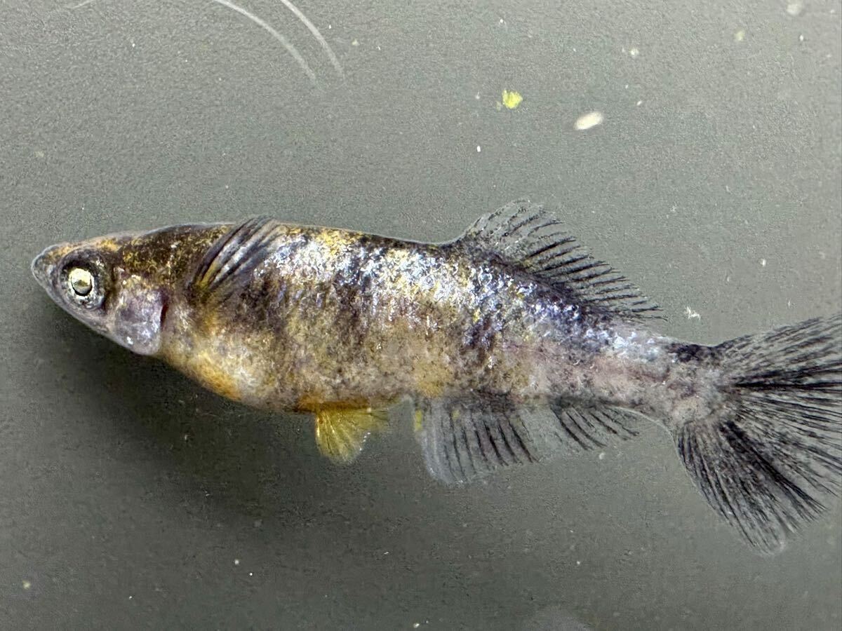 Yahoo!オークション - 和墨白銀三色 2ペア オスRLF メス光 現物出品 sl...