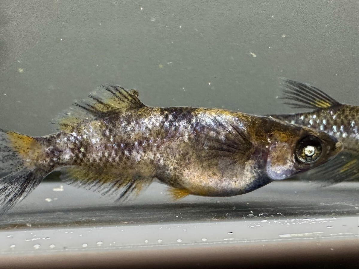 Yahoo!オークション - 和墨白銀三色 2ペア オスRLF メス光 現物出品 sl...