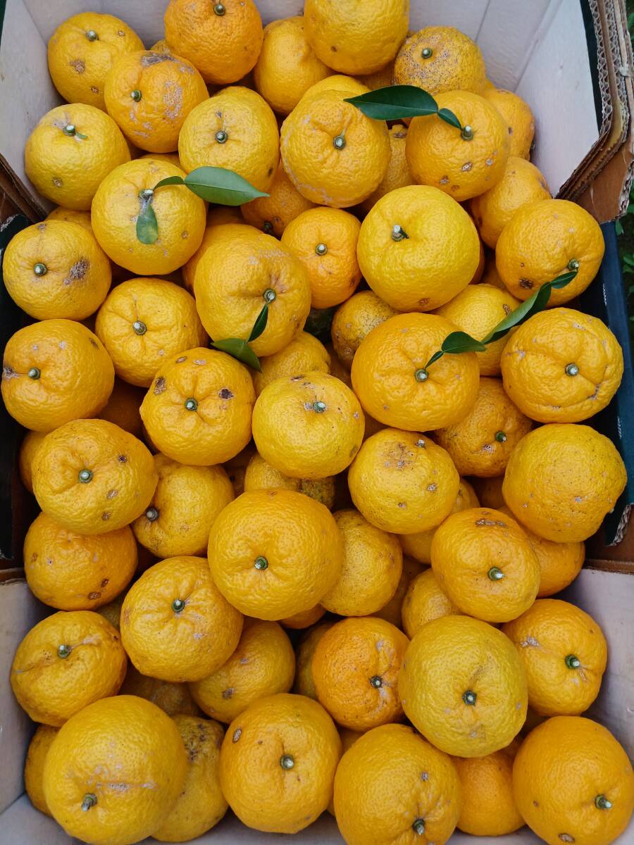 Yahoo!オークション - ① ゆず 柚子 箱込10kg 無農薬