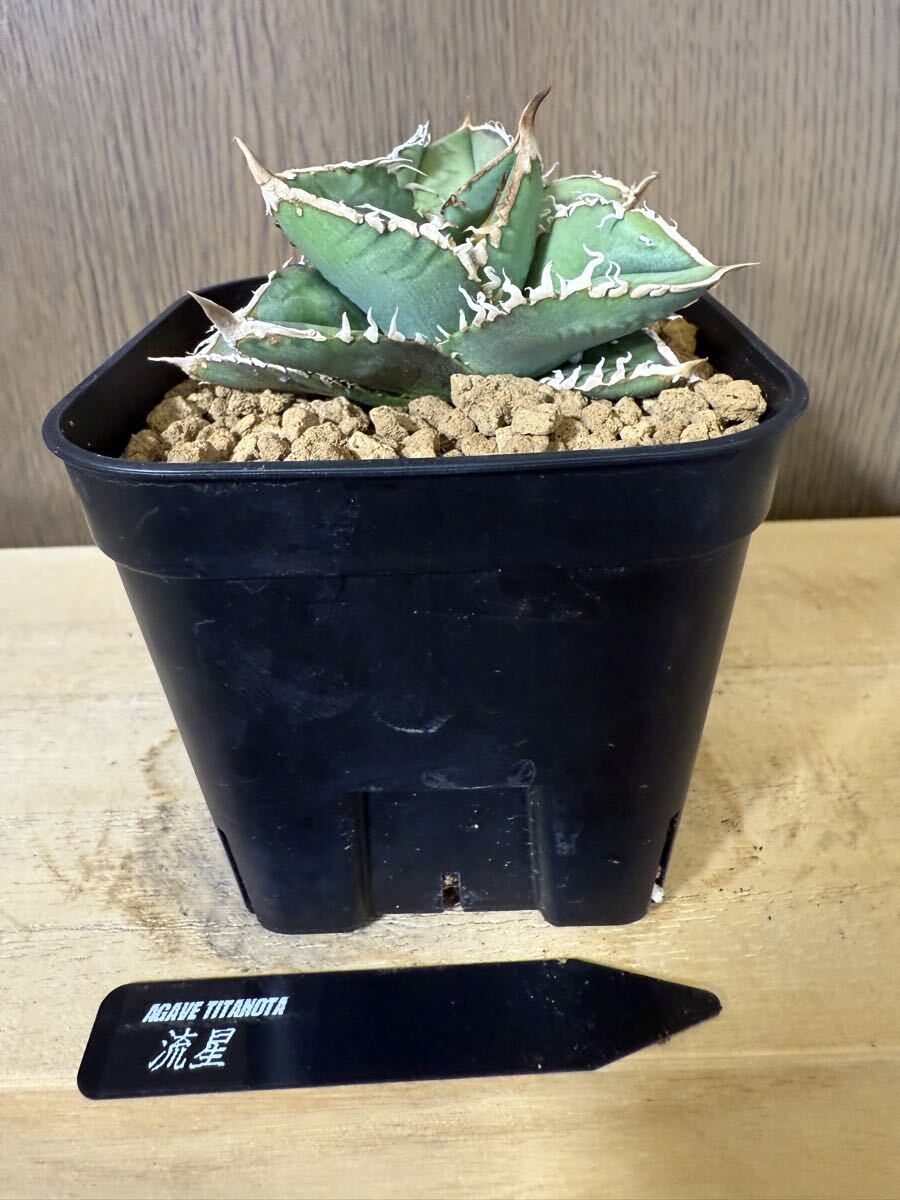 Yahoo!オークション - アガベ 流星 子株 プレステラ90 チタノタ オテロ...