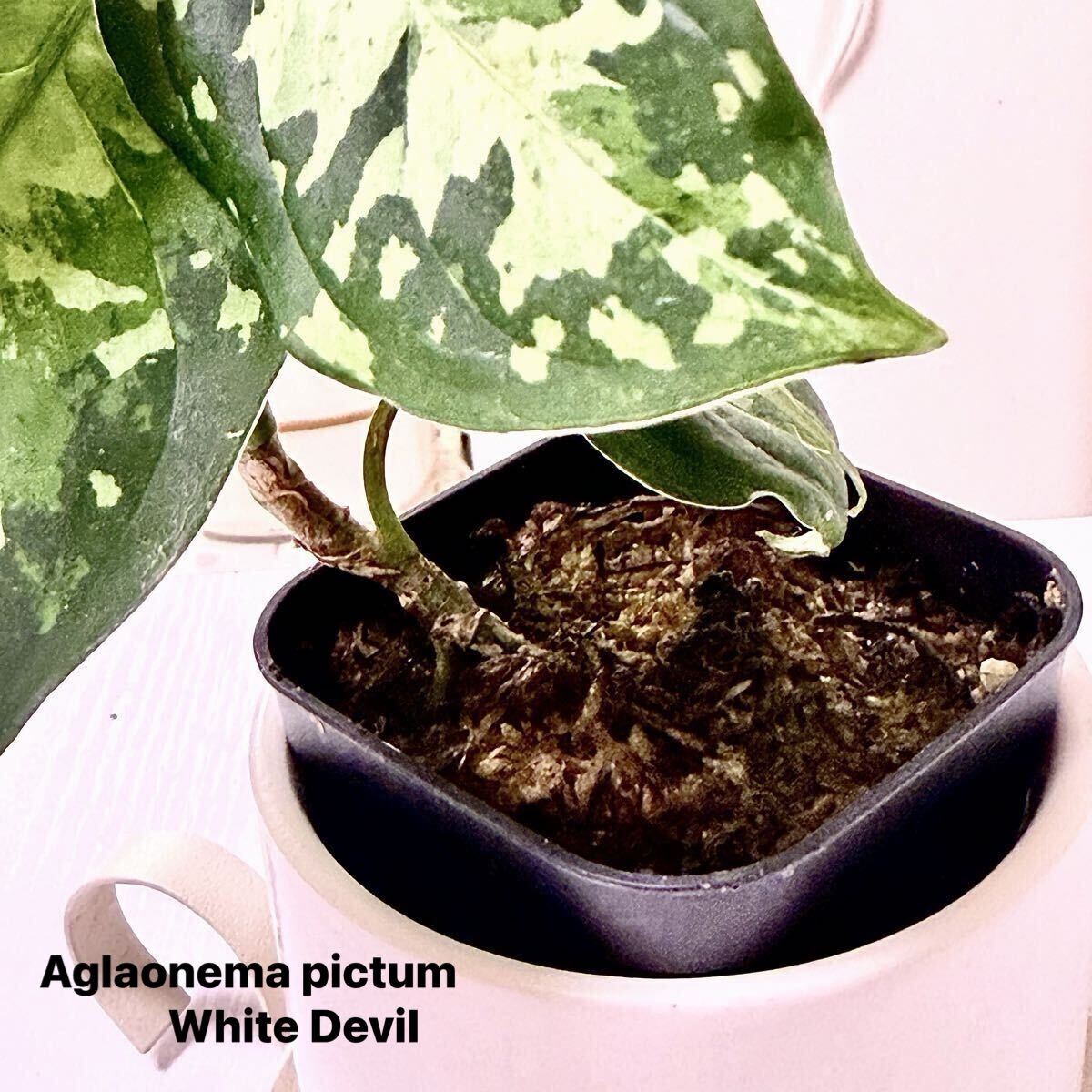 Yahoo!オークション - アグラオネマピクタム ‘White Devil’ JCS選抜...