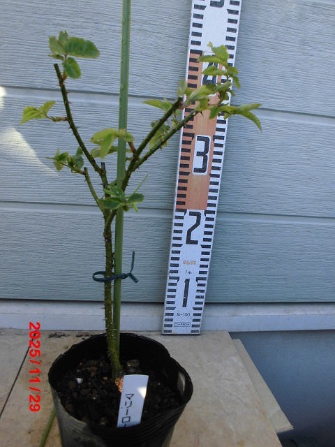 Yahoo!オークション - 薔薇物語 マリーローズ 接木苗