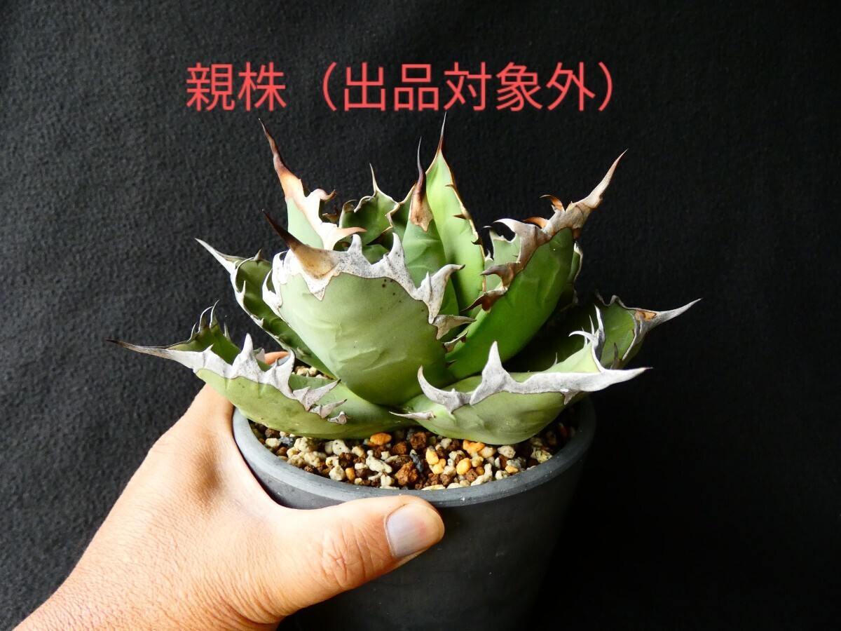 Yahoo!オークション - FO-076 仔株 oteroi 根あり抜き苗 多肉植物 アガ...