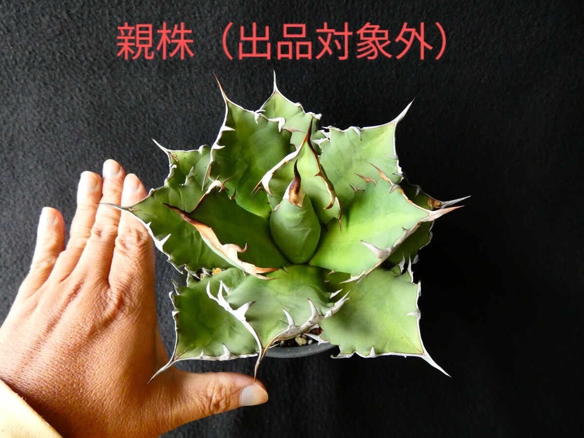 Yahoo!オークション - FO-076 仔株 oteroi 根あり抜き苗 多肉植物 アガ...