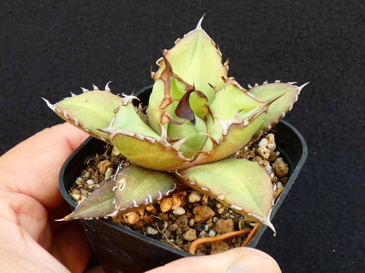 Yahoo!オークション - FO-076 仔株 oteroi 根あり抜き苗 多肉植物 アガ...