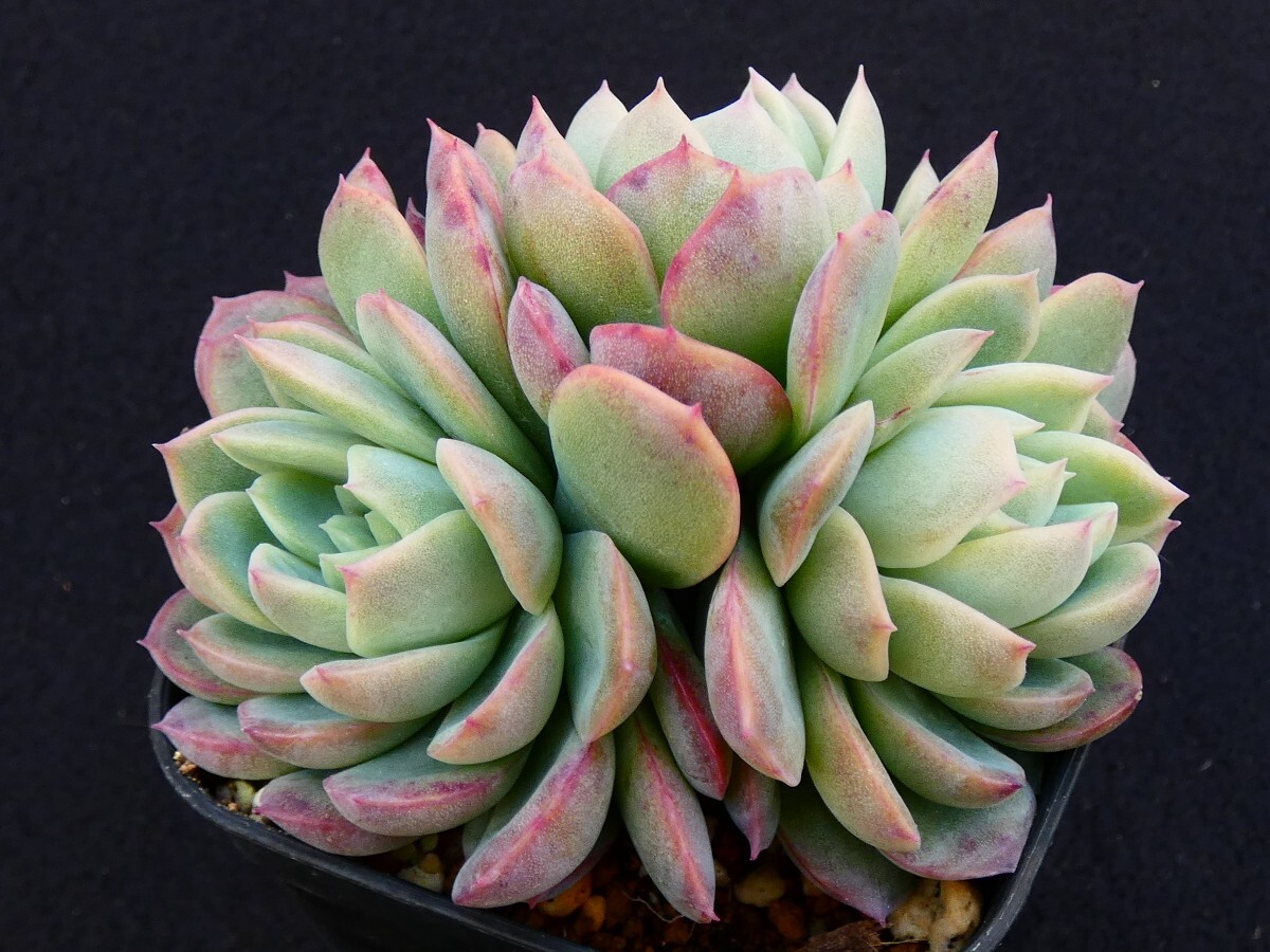 Yahoo!オークション - セプテンバーモーン 3頭セット 抜き苗 多肉植物 ...