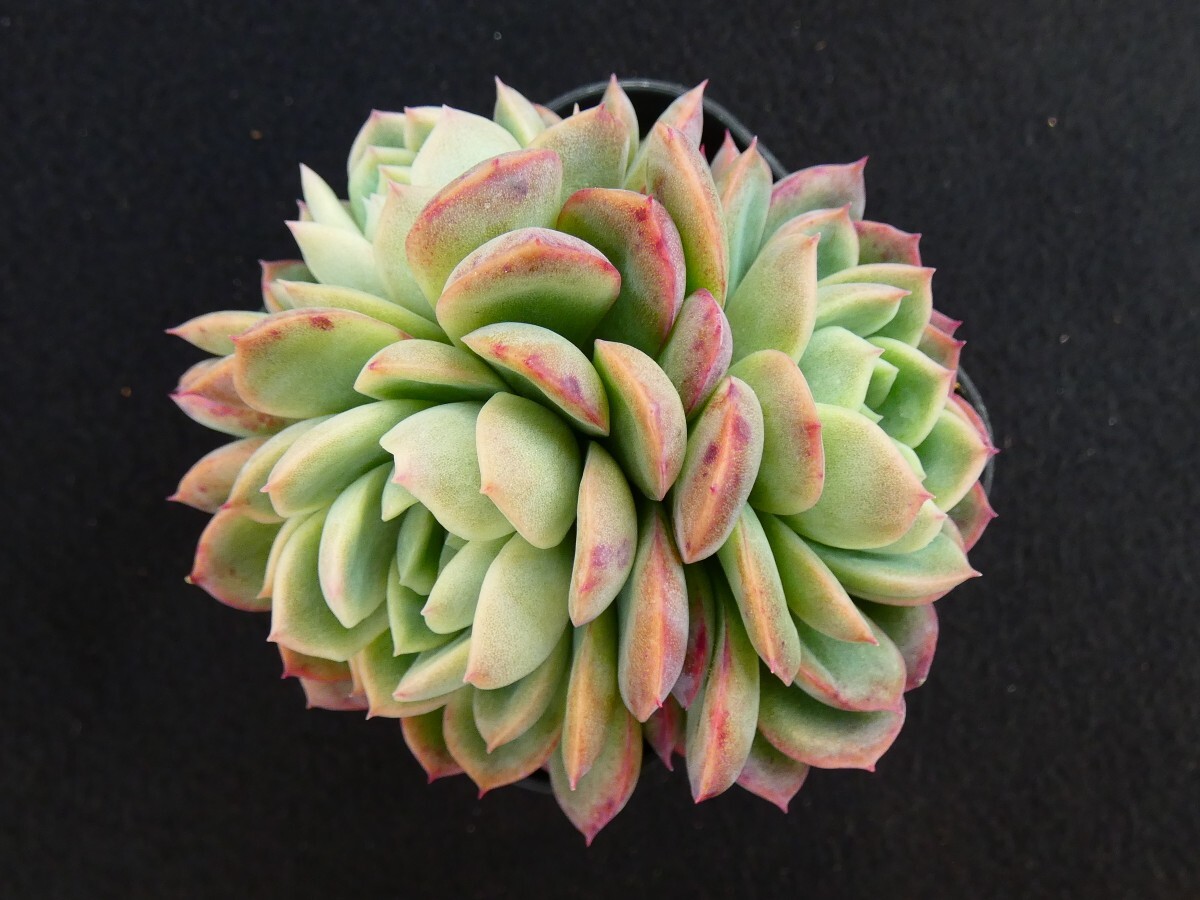 Yahoo!オークション - セプテンバーモーン 3頭セット 抜き苗 多肉植物 ...