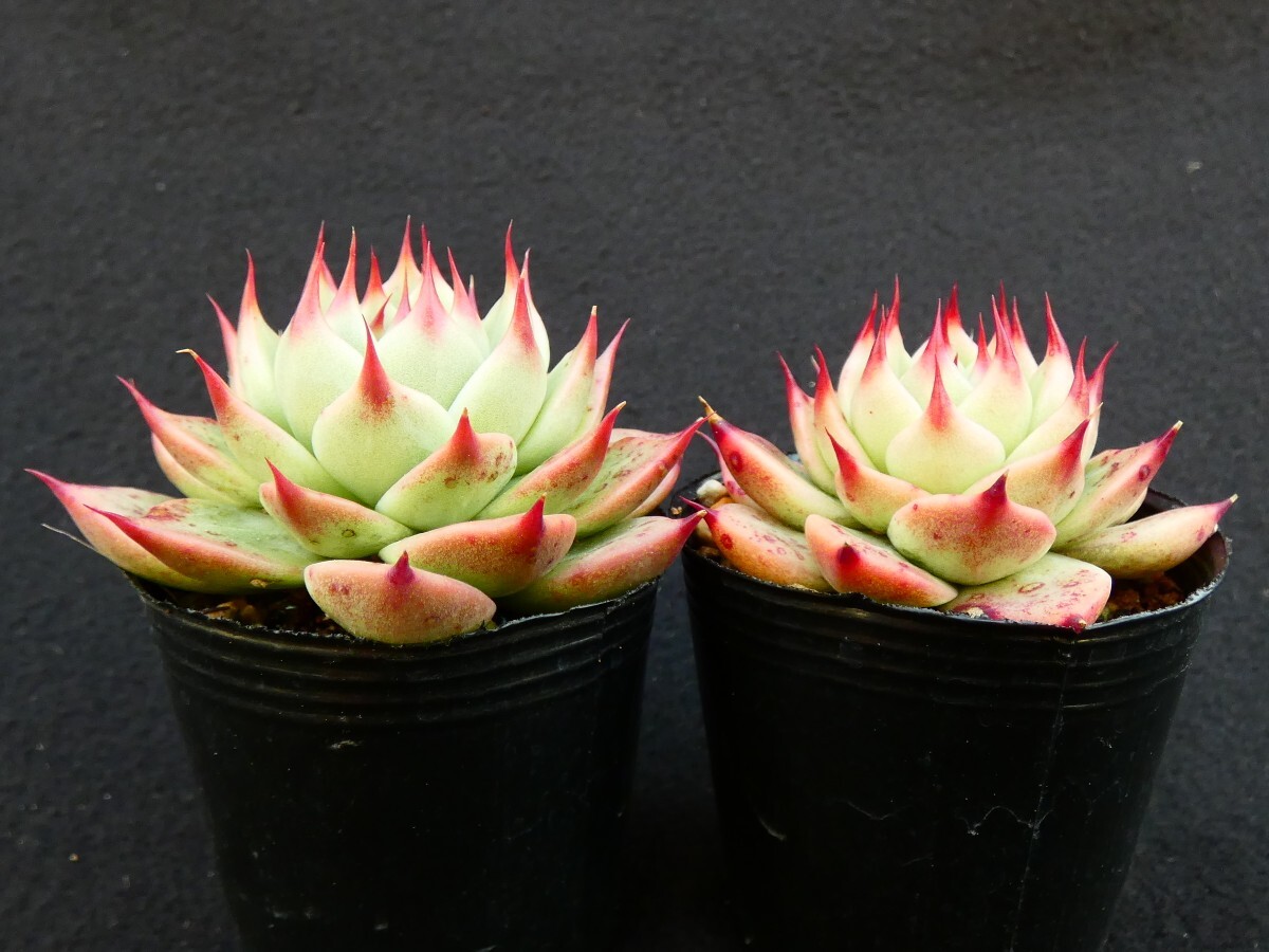 Yahoo!オークション - トスカネリ 2頭セット Toscanelli 抜き苗 多肉植...