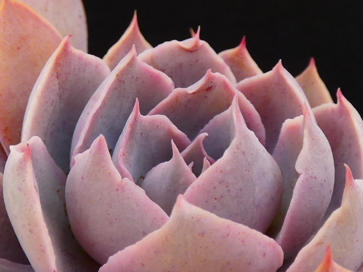 Yahoo!オークション - ピンキー×モンスター 2頭セット Pinky×Monster...