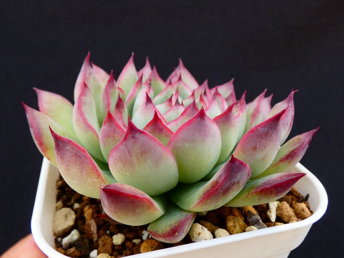 Yahoo!オークション - メキシコプリドニス×チワワエンシス イェコラ M...