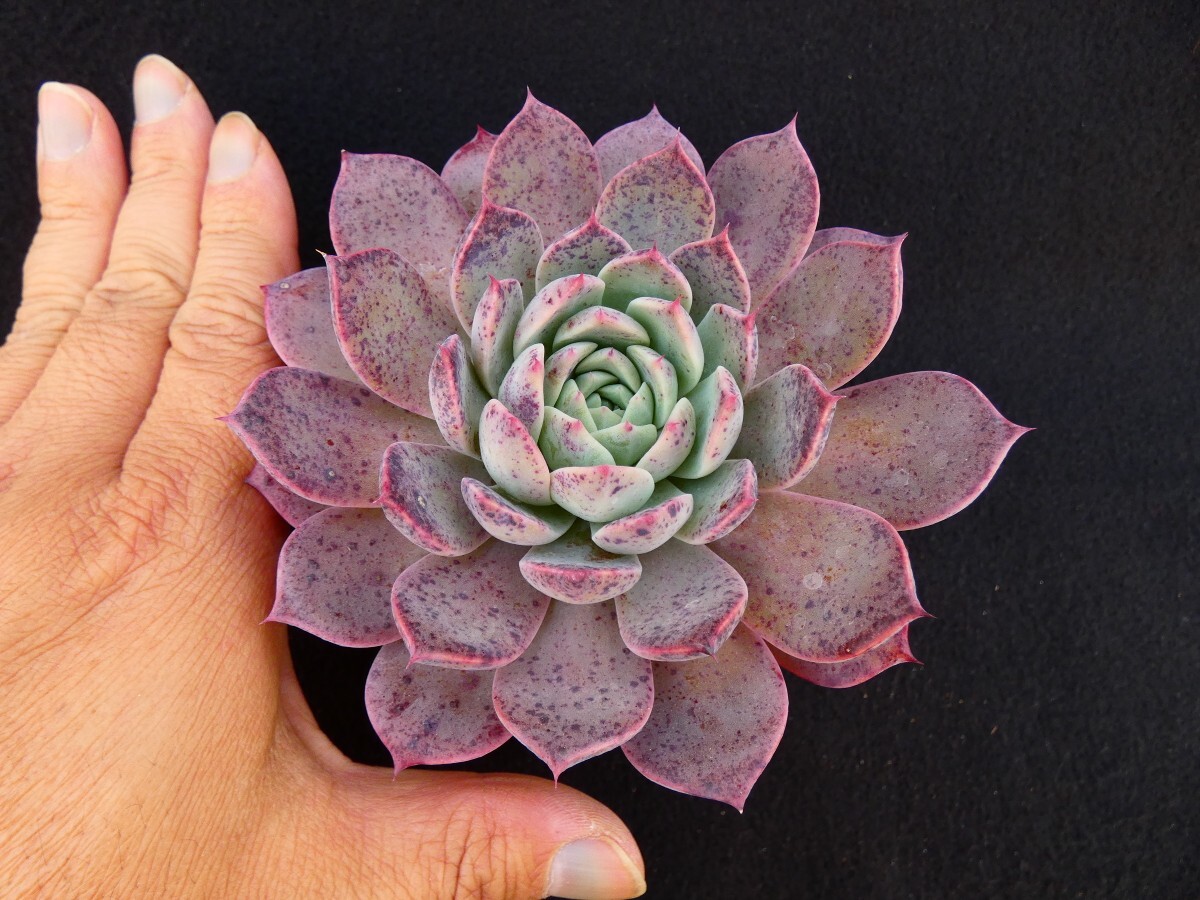 Yahoo!オークション - ラウリンゼ×沙羅姫牡丹 充実株 Laulindsa×Sara...